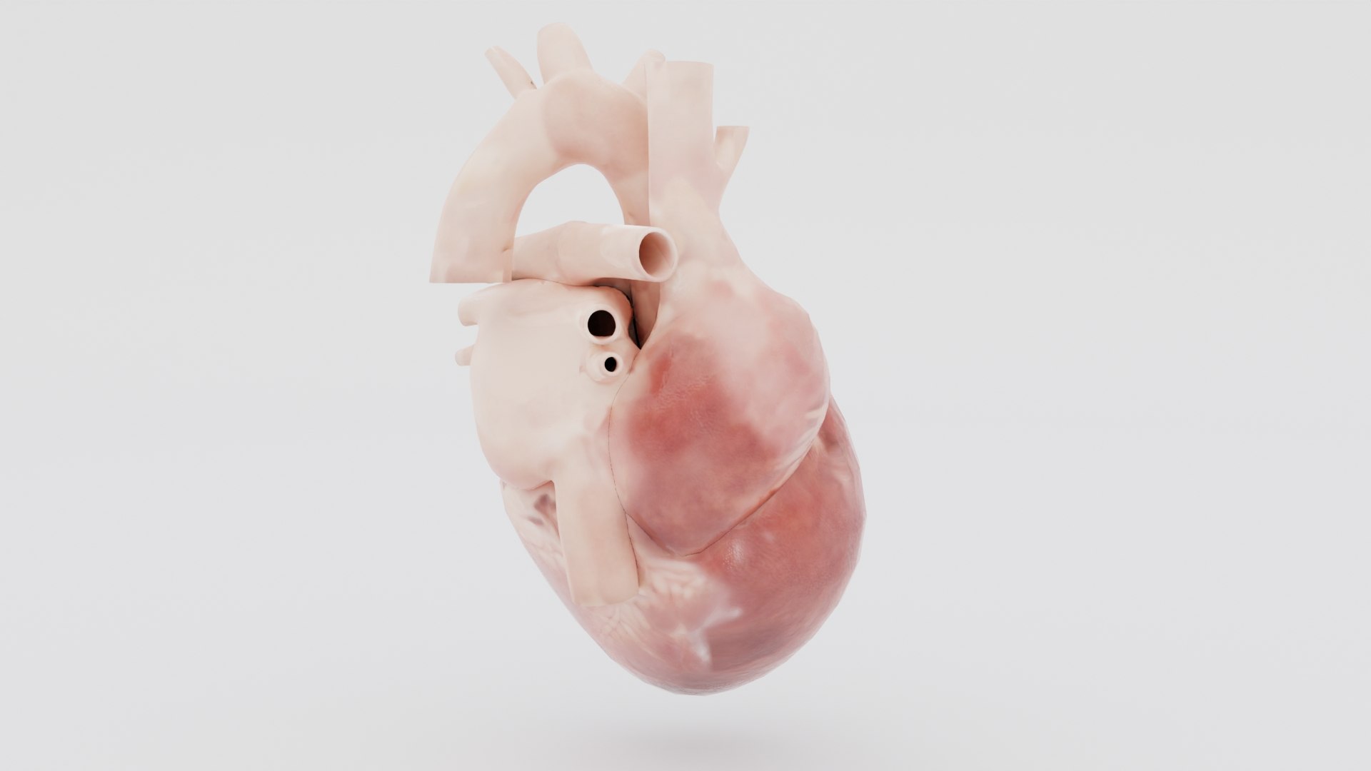 Real Low Poly Human Heart Animated 3D Model - TurboSquid 2079422