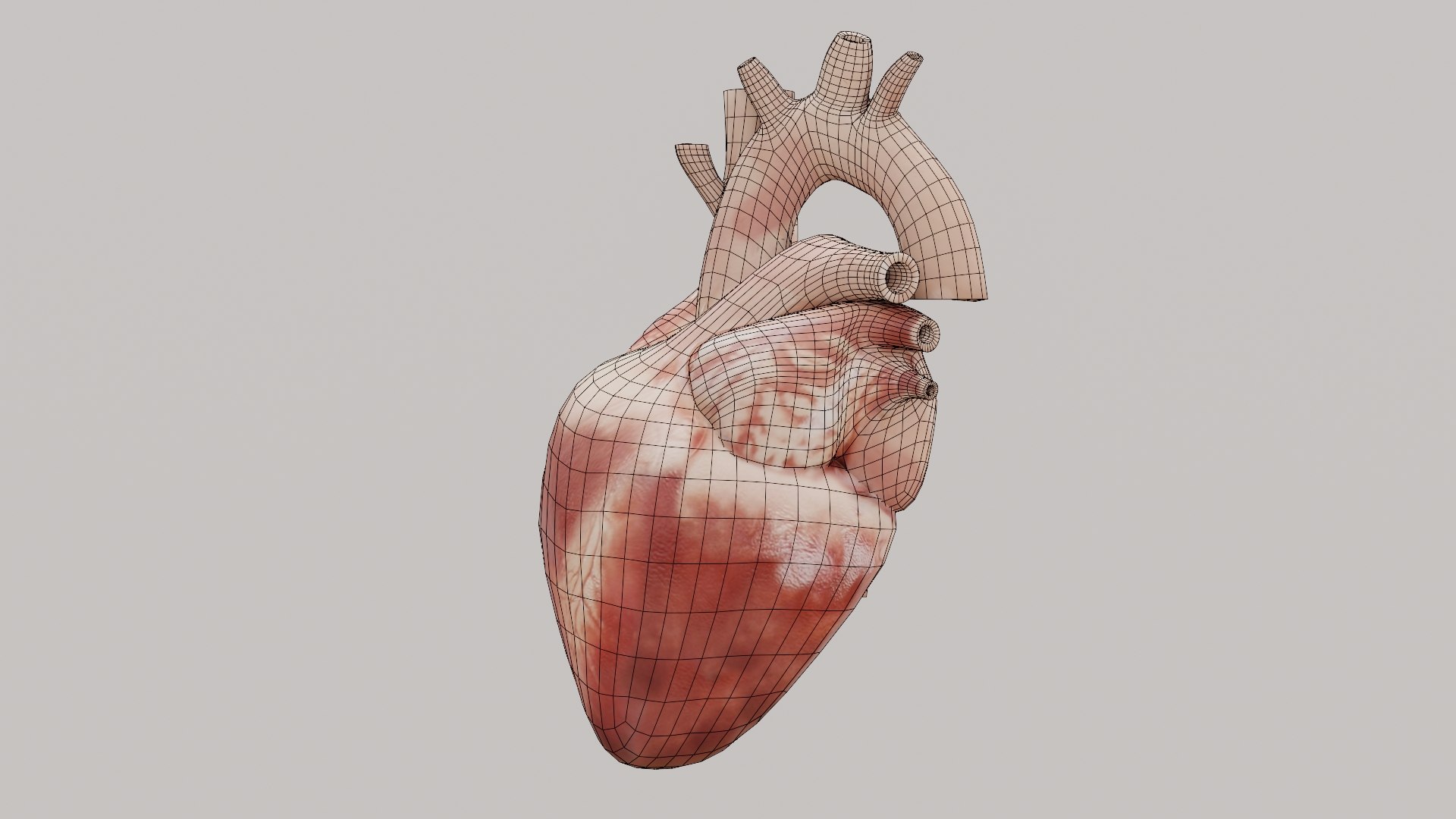 Real Low Poly Human Heart Animated 3D Model - TurboSquid 2079422