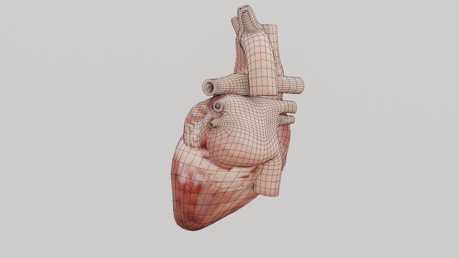 Real Low Poly Human Heart Animated 3D Model - TurboSquid 2079422