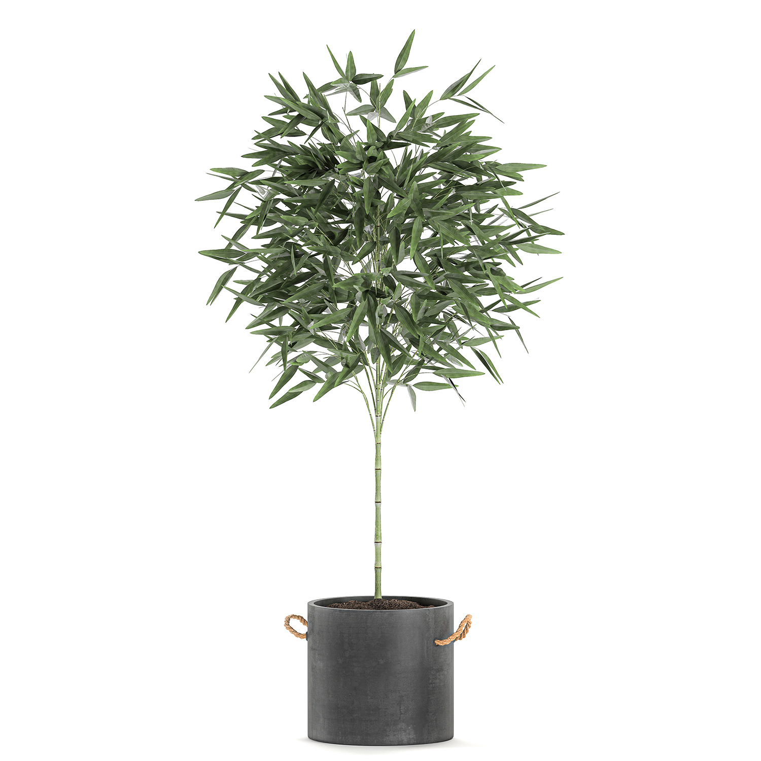3D model bamboo bush interior black - TurboSquid 1580202