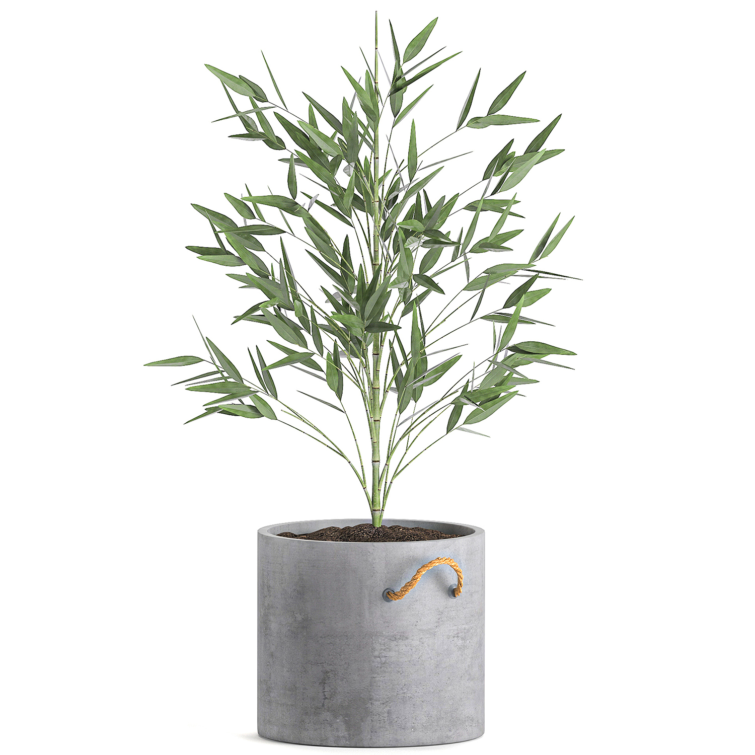 3D model bamboo bush interior black - TurboSquid 1580202