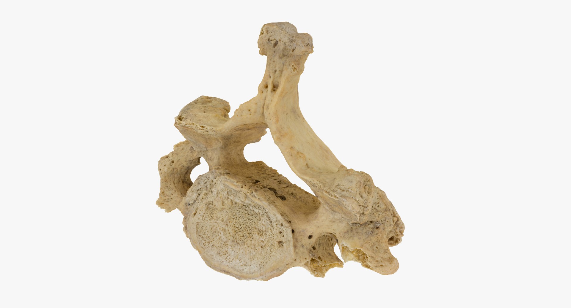 3D model cervical vertebrae c7 raw - TurboSquid 1533809