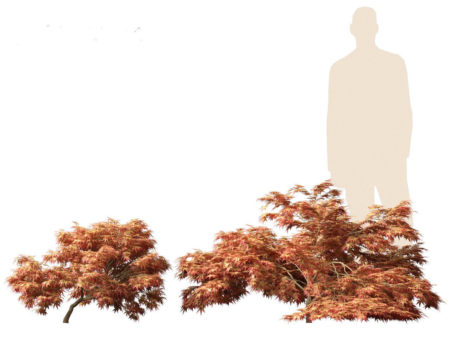 Kiyohime Japanese Maple - Spreading Japanese Maple Model - TurboSquid ...