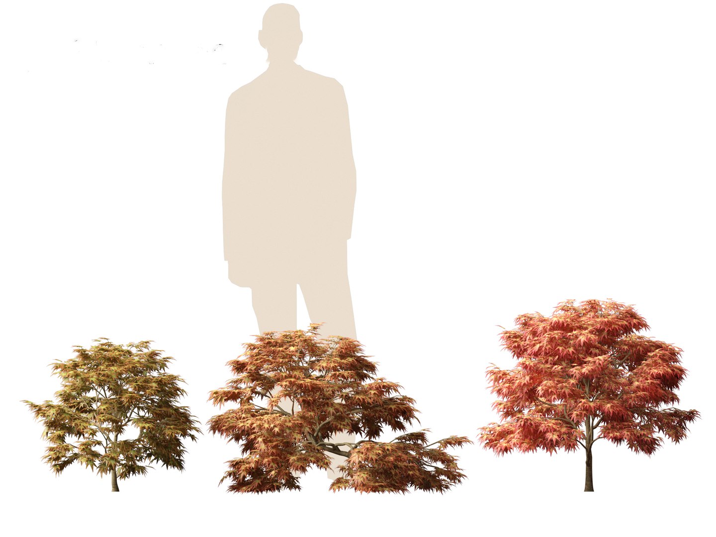 Kiyohime Japanese Maple - Spreading Japanese Maple Model - TurboSquid ...