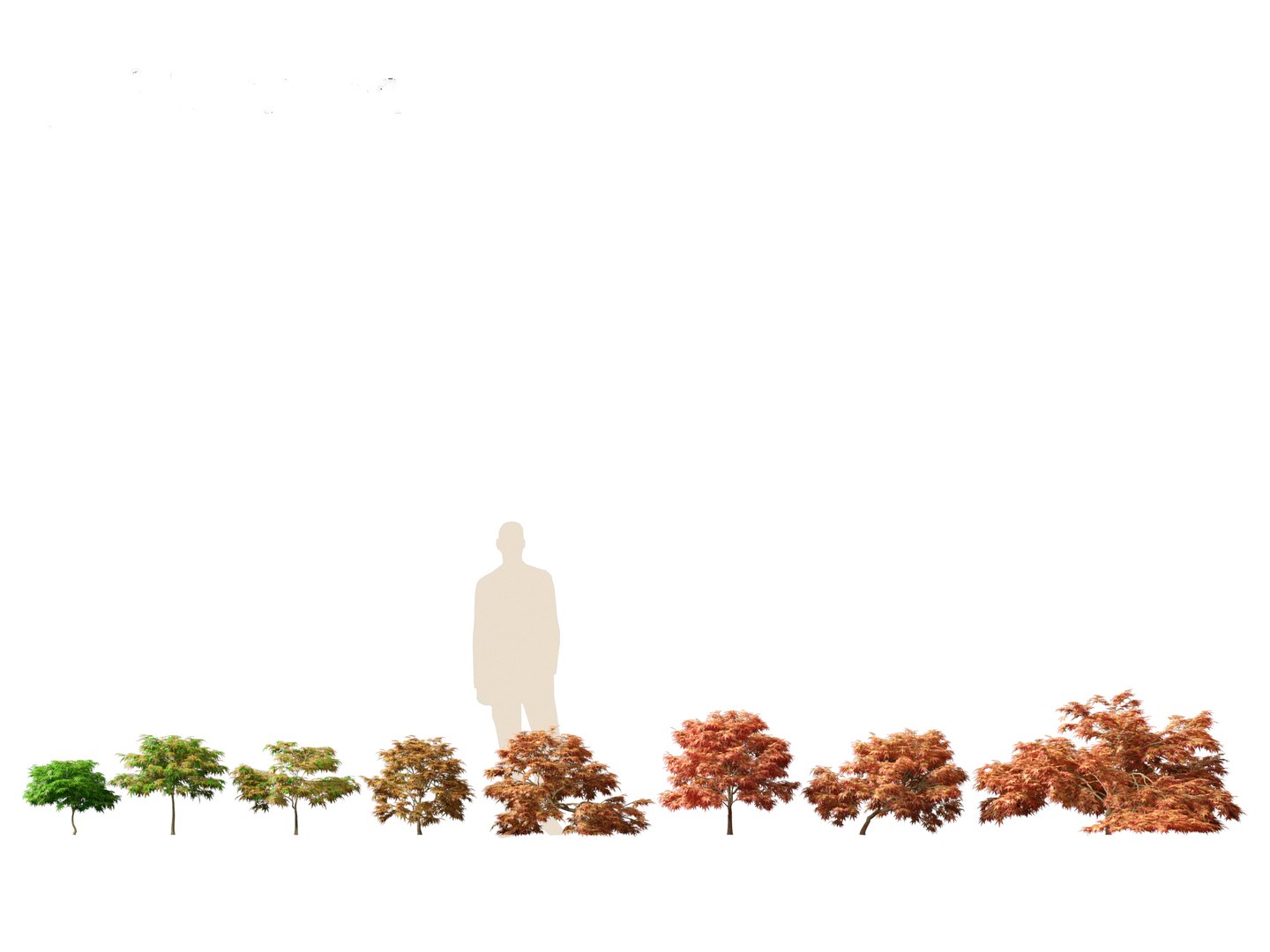 Kiyohime Japanese Maple - Spreading Japanese Maple Model - TurboSquid ...