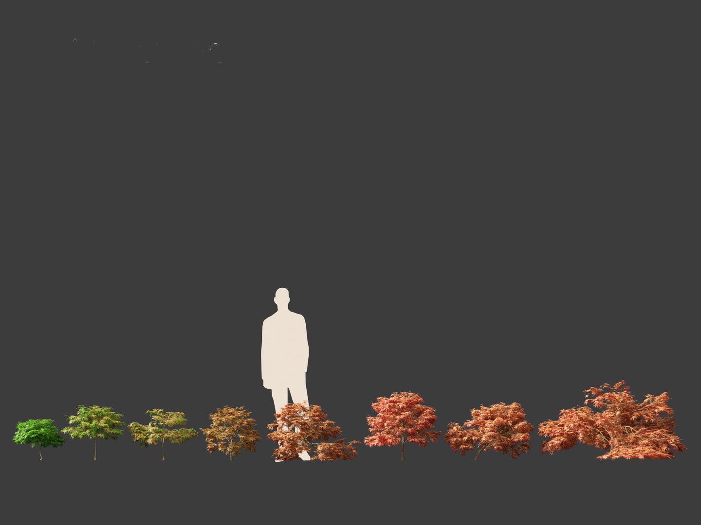 Kiyohime Japanese Maple - Spreading Japanese Maple Model - TurboSquid ...