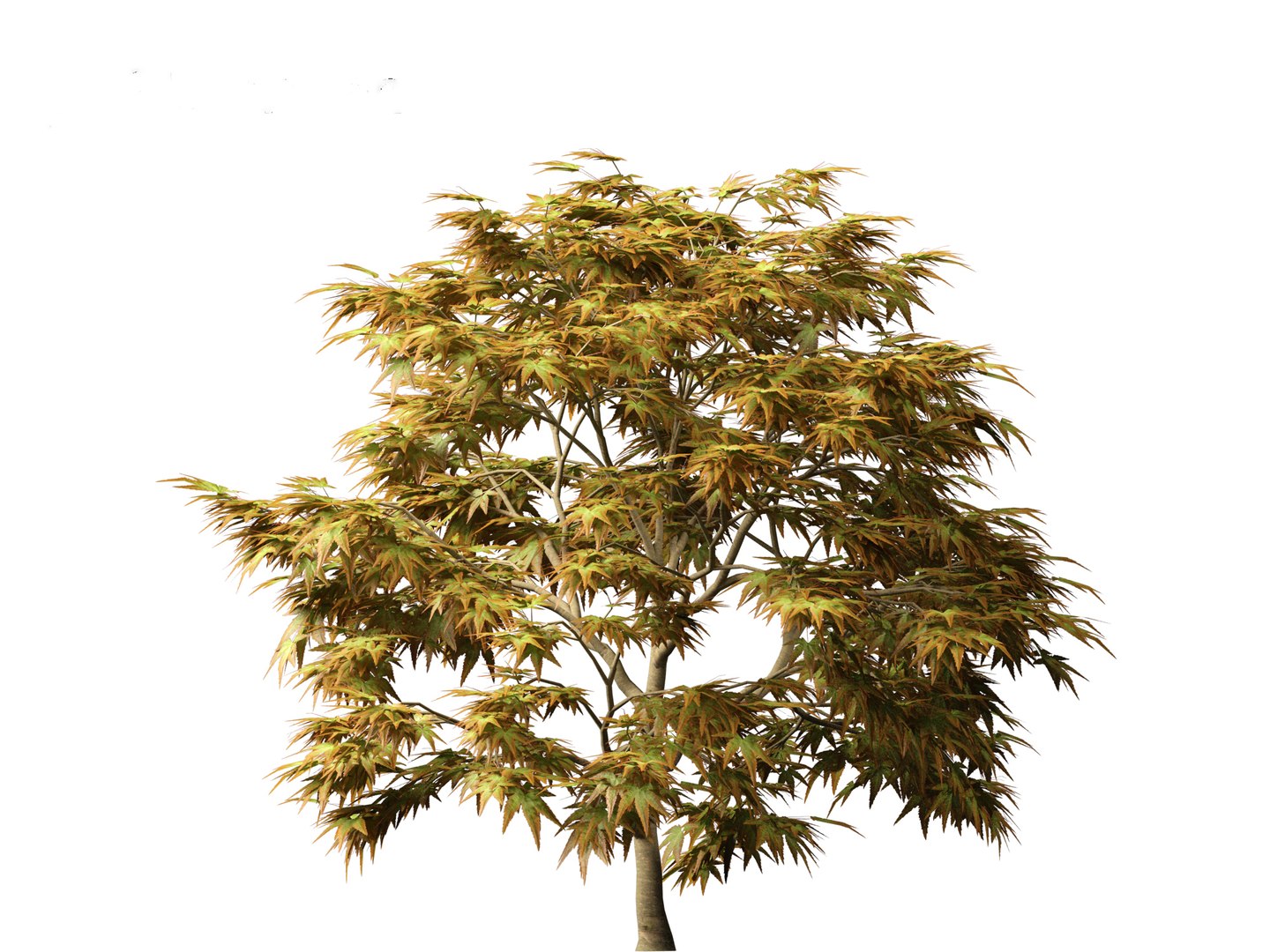 Kiyohime Japanese Maple - Spreading Japanese Maple Model - TurboSquid ...