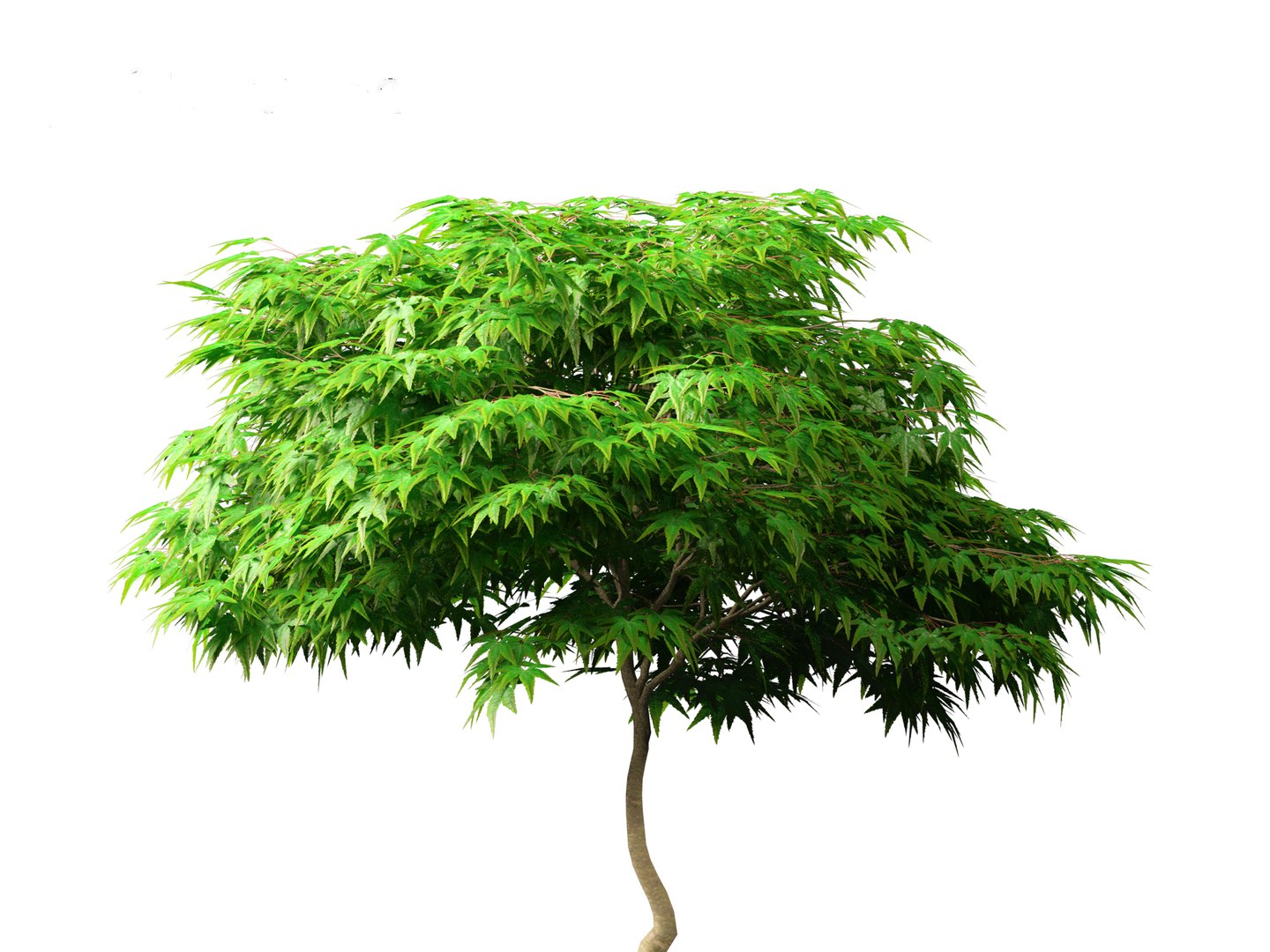 Kiyohime Japanese Maple - Spreading Japanese Maple Model - TurboSquid ...