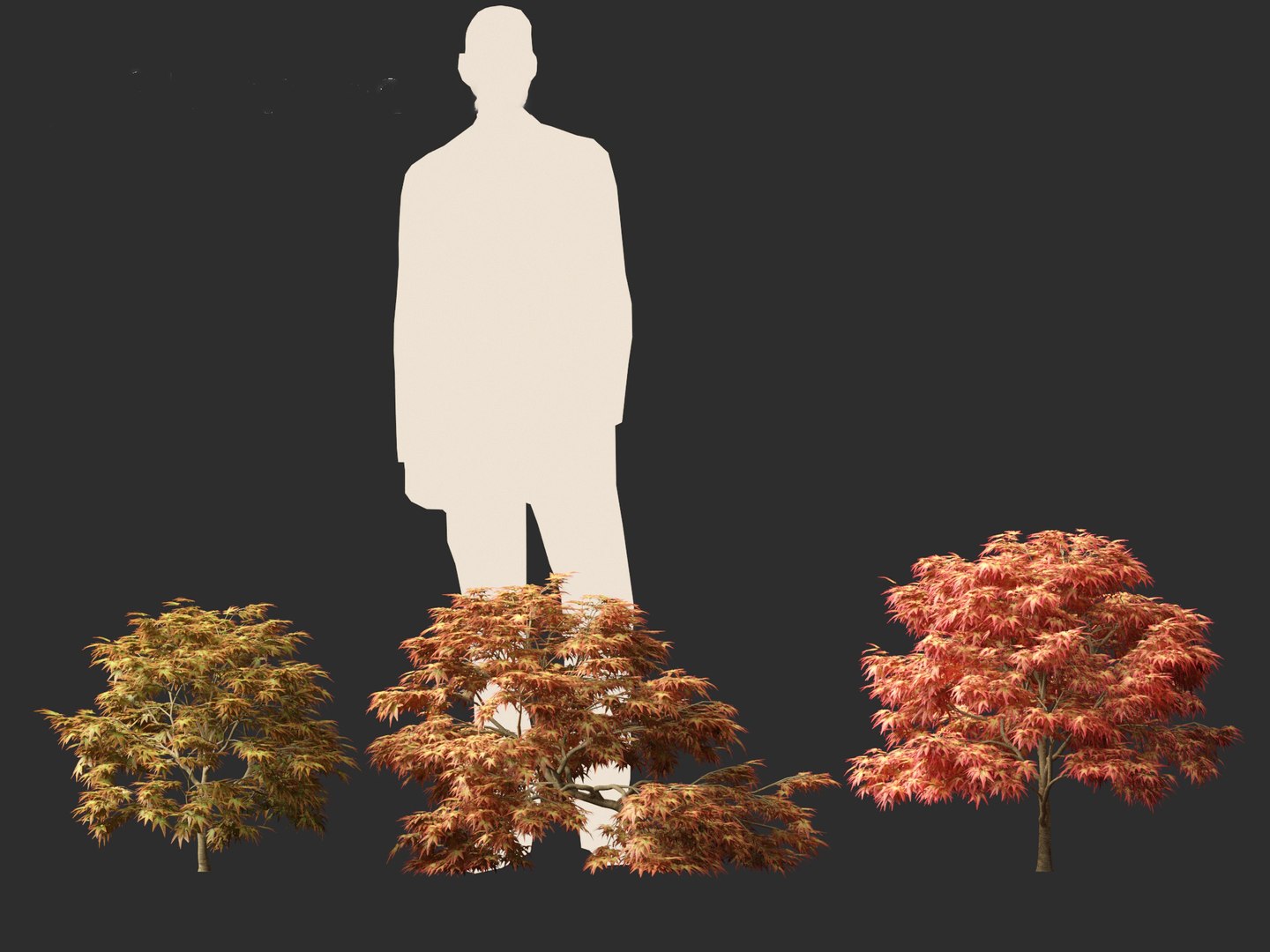 Kiyohime Japanese Maple - Spreading Japanese Maple Model - TurboSquid ...