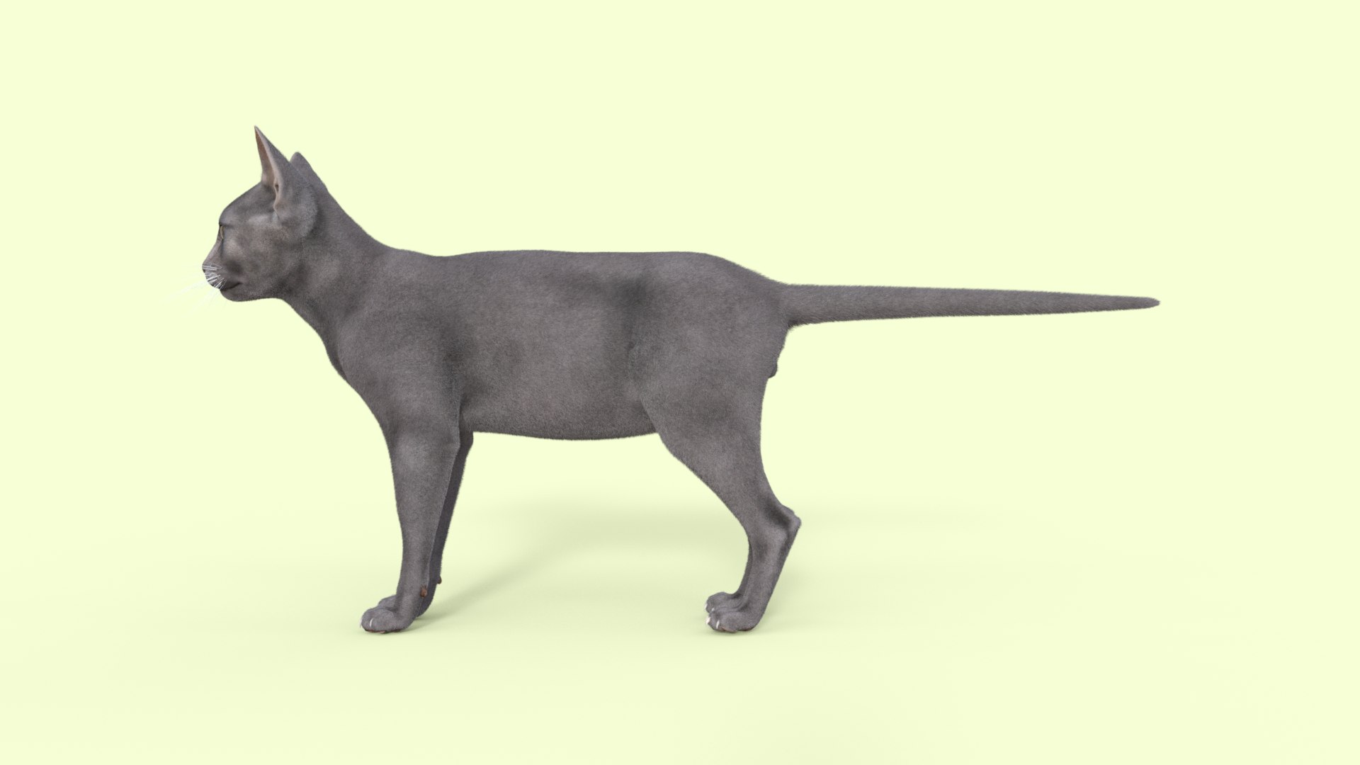 Hairless Cat Rigged 3D Model - TurboSquid 2209723