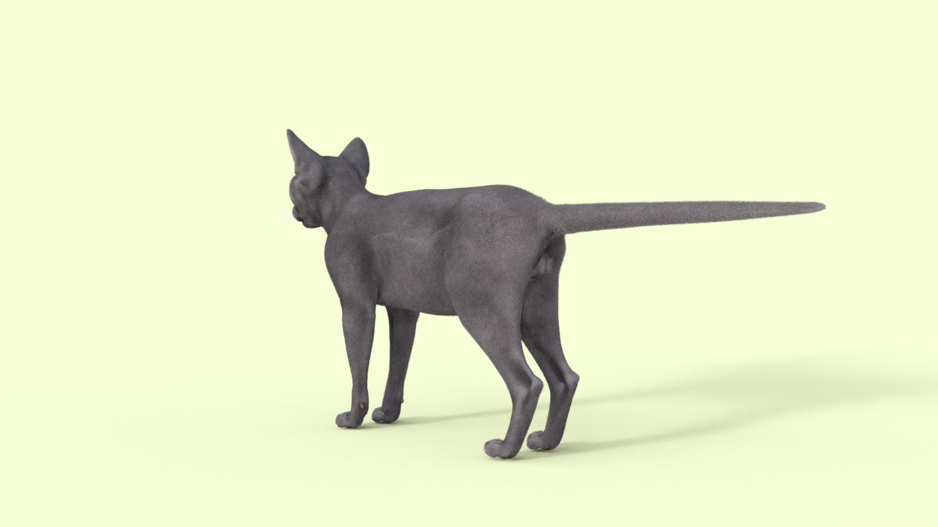 Hairless Cat Rigged 3D Model - TurboSquid 2209723