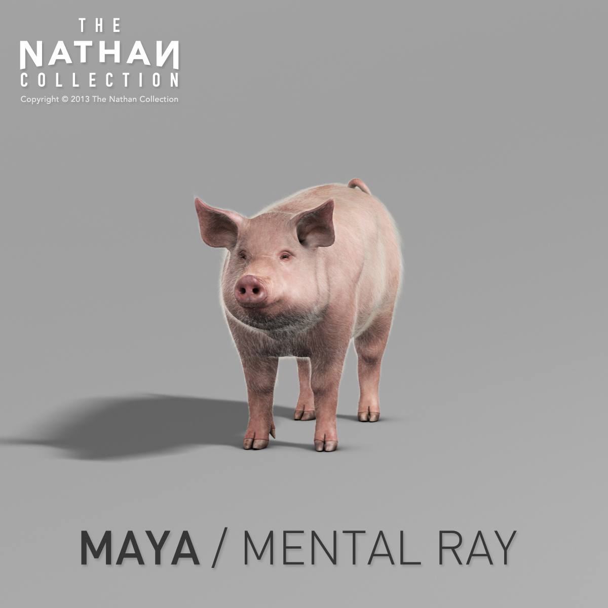 pig adult male fur 3d model