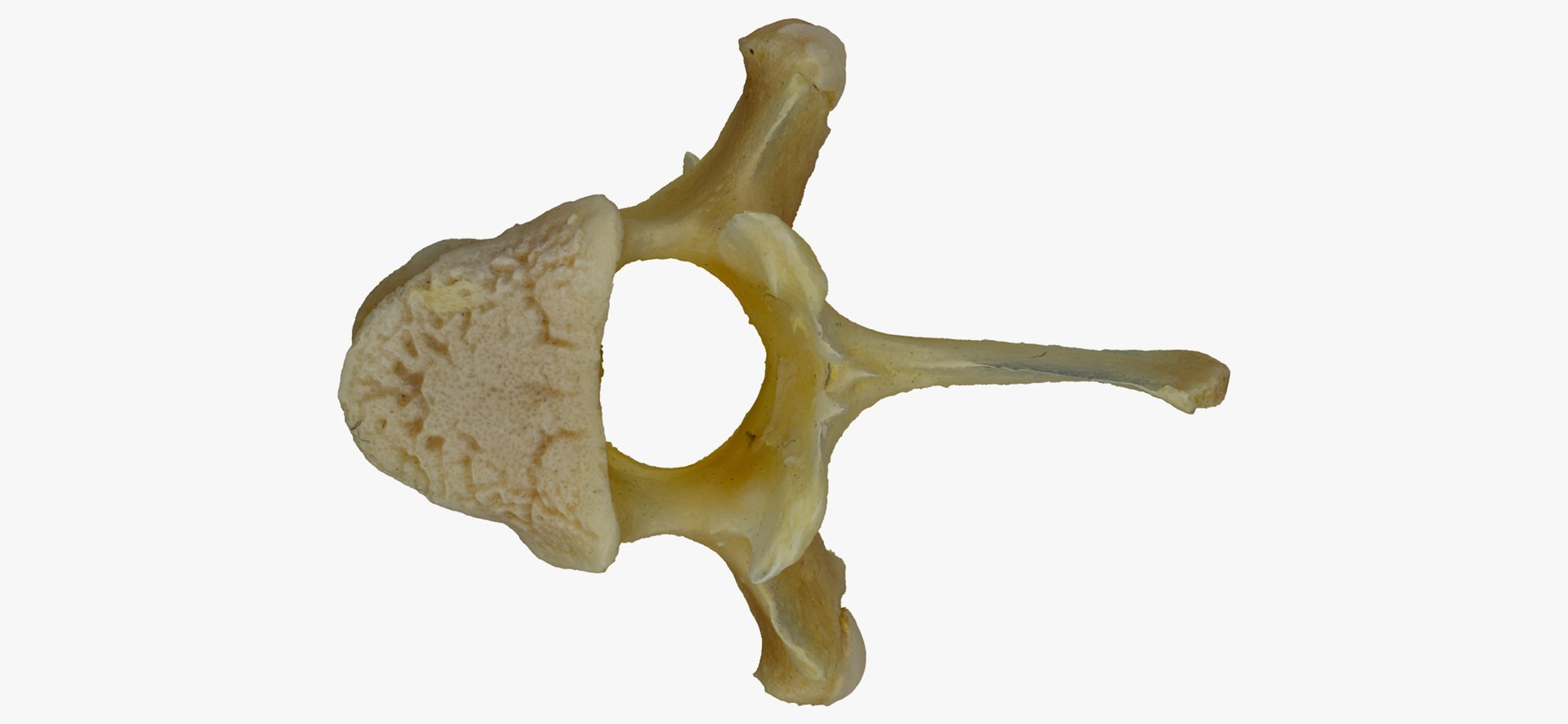 Kangaroo Thoracic Vertebrae TH9 RAW Scan 3D Model - TurboSquid 1819834