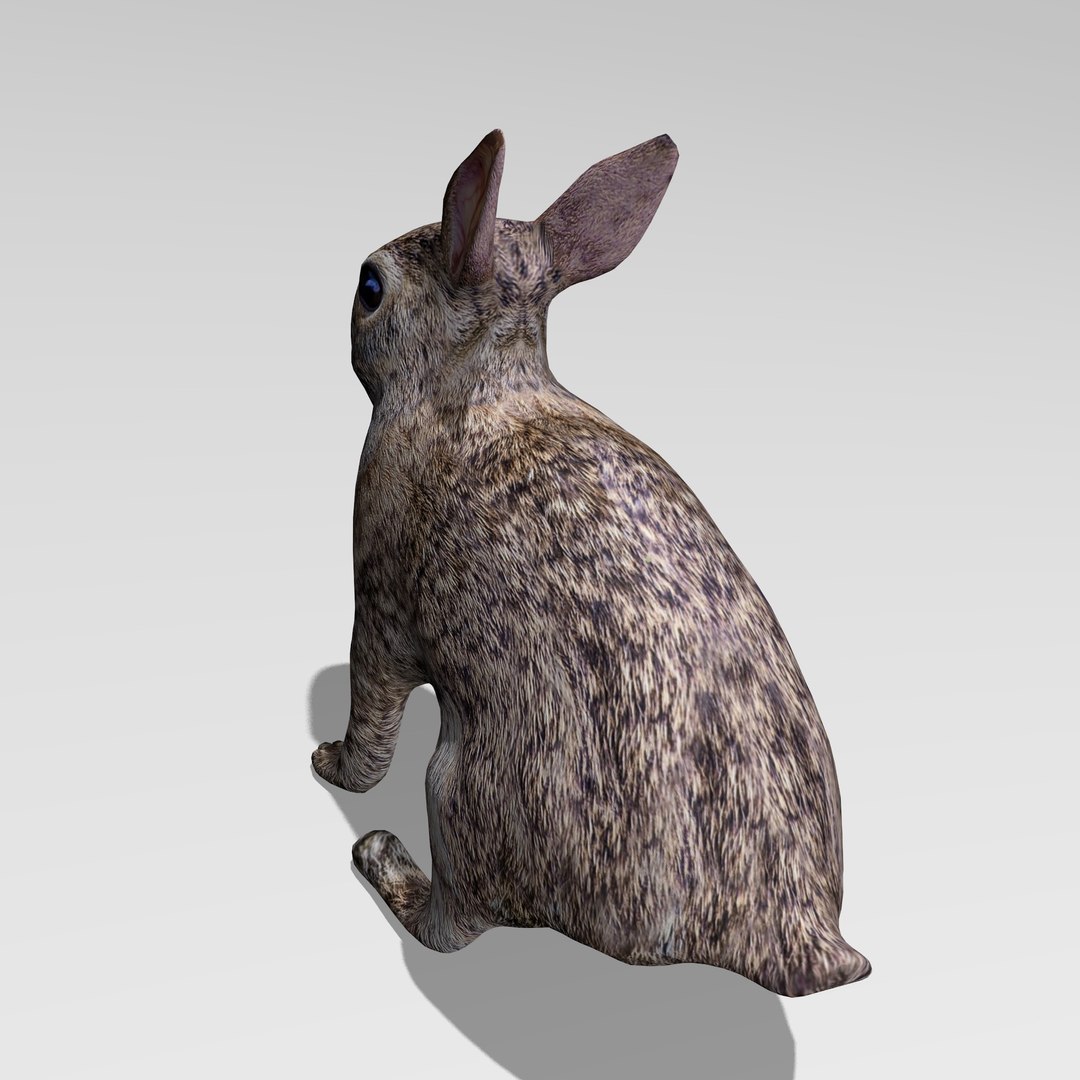 3d Rabbit Model