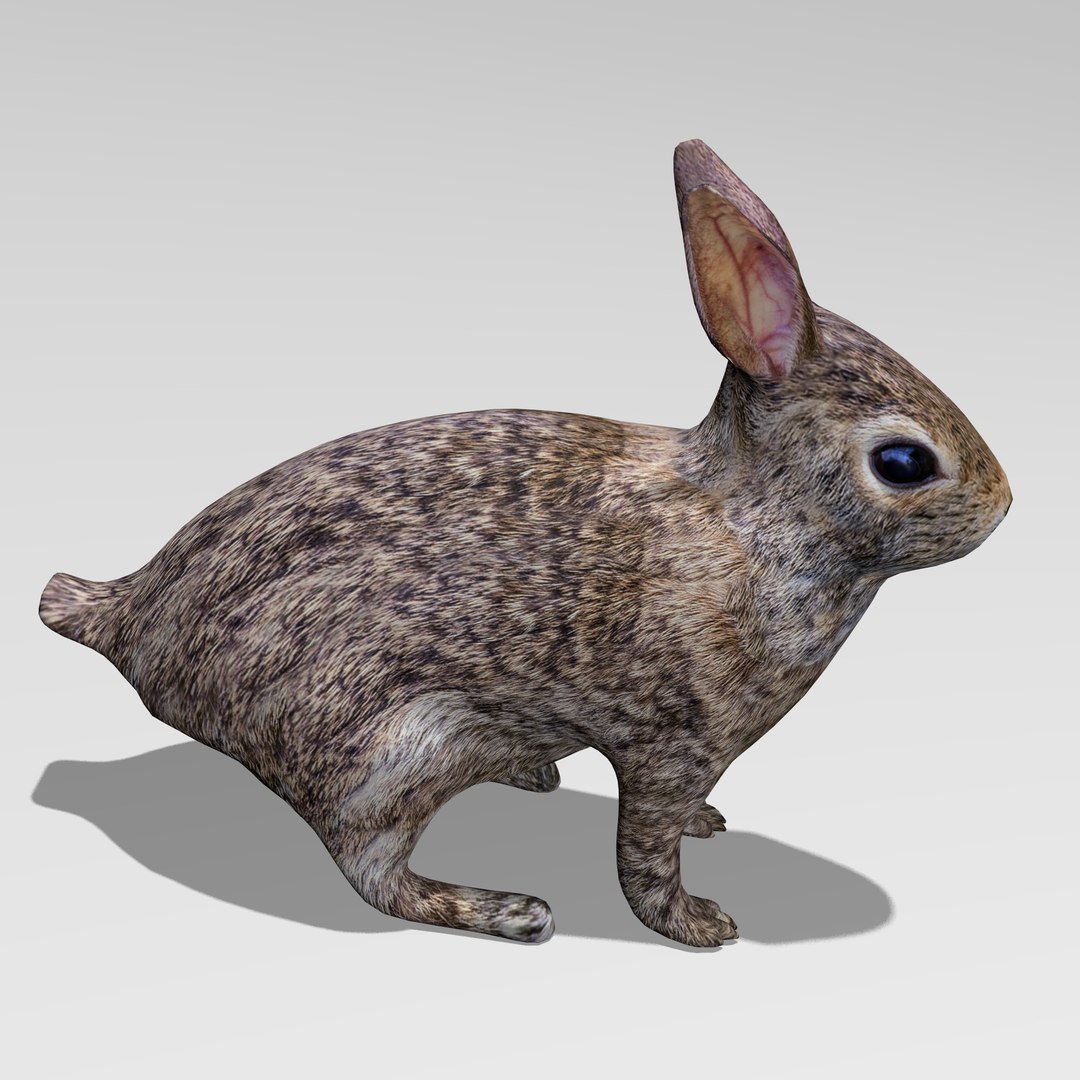 3d Rabbit Model