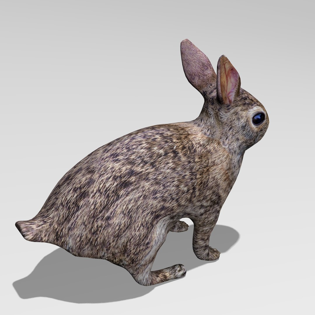 3d Rabbit Model
