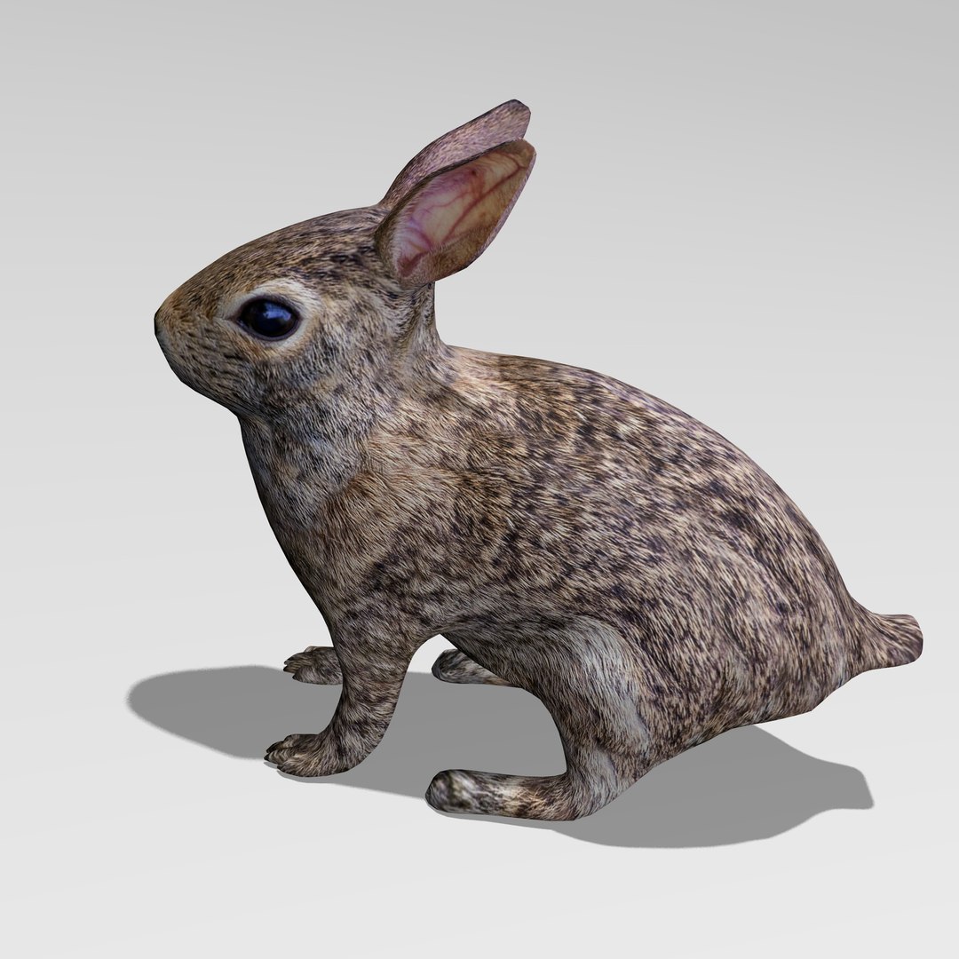 3d Rabbit Model
