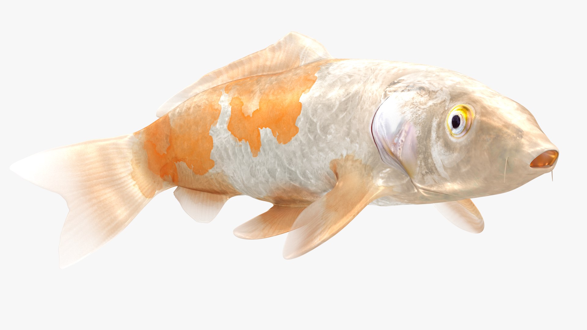 Japanese Carp Fish Rigged L1836 3D Model - TurboSquid 1968666