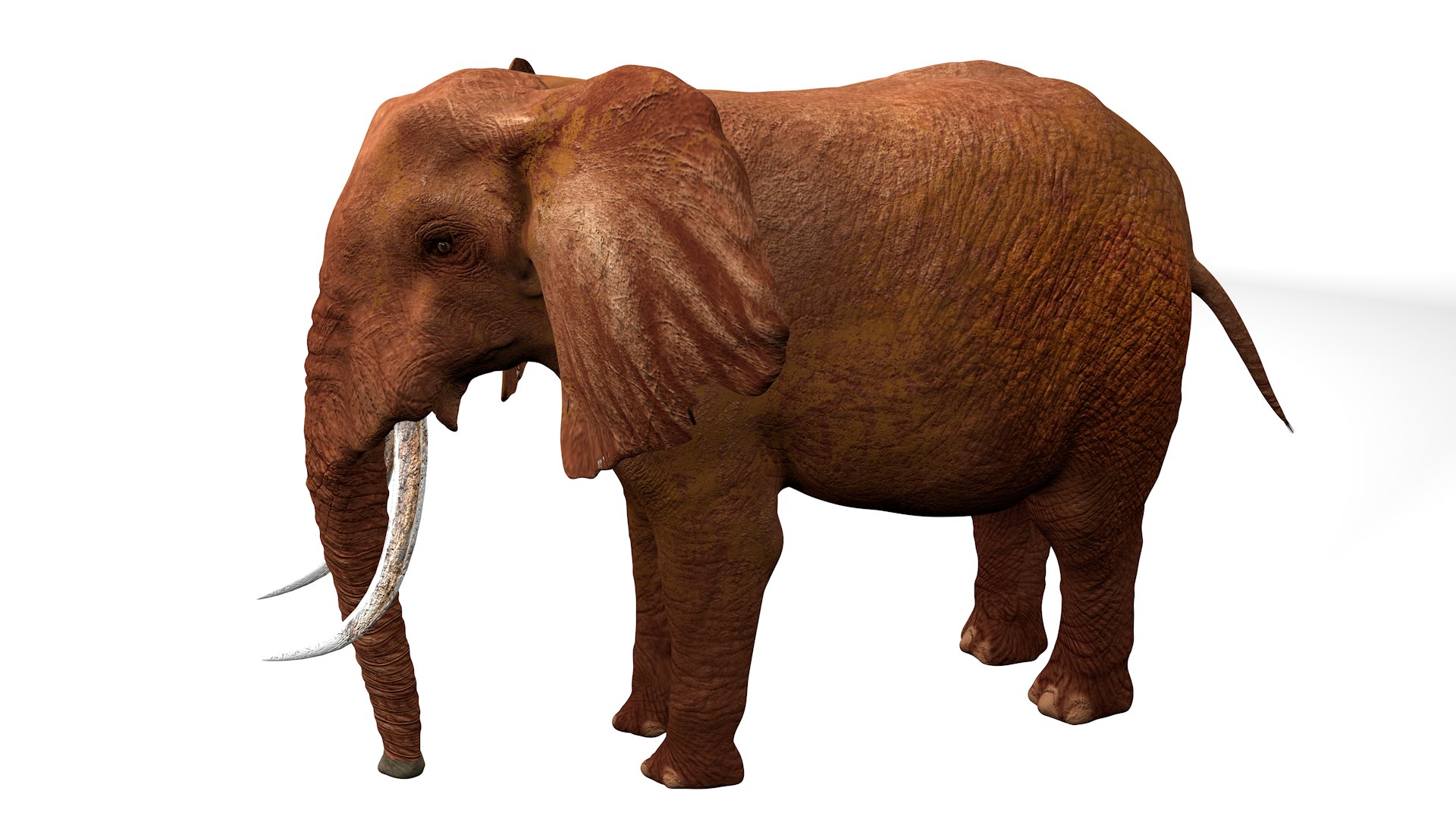 African Elephant RIGGED L2377 3D Model - TurboSquid 2395069