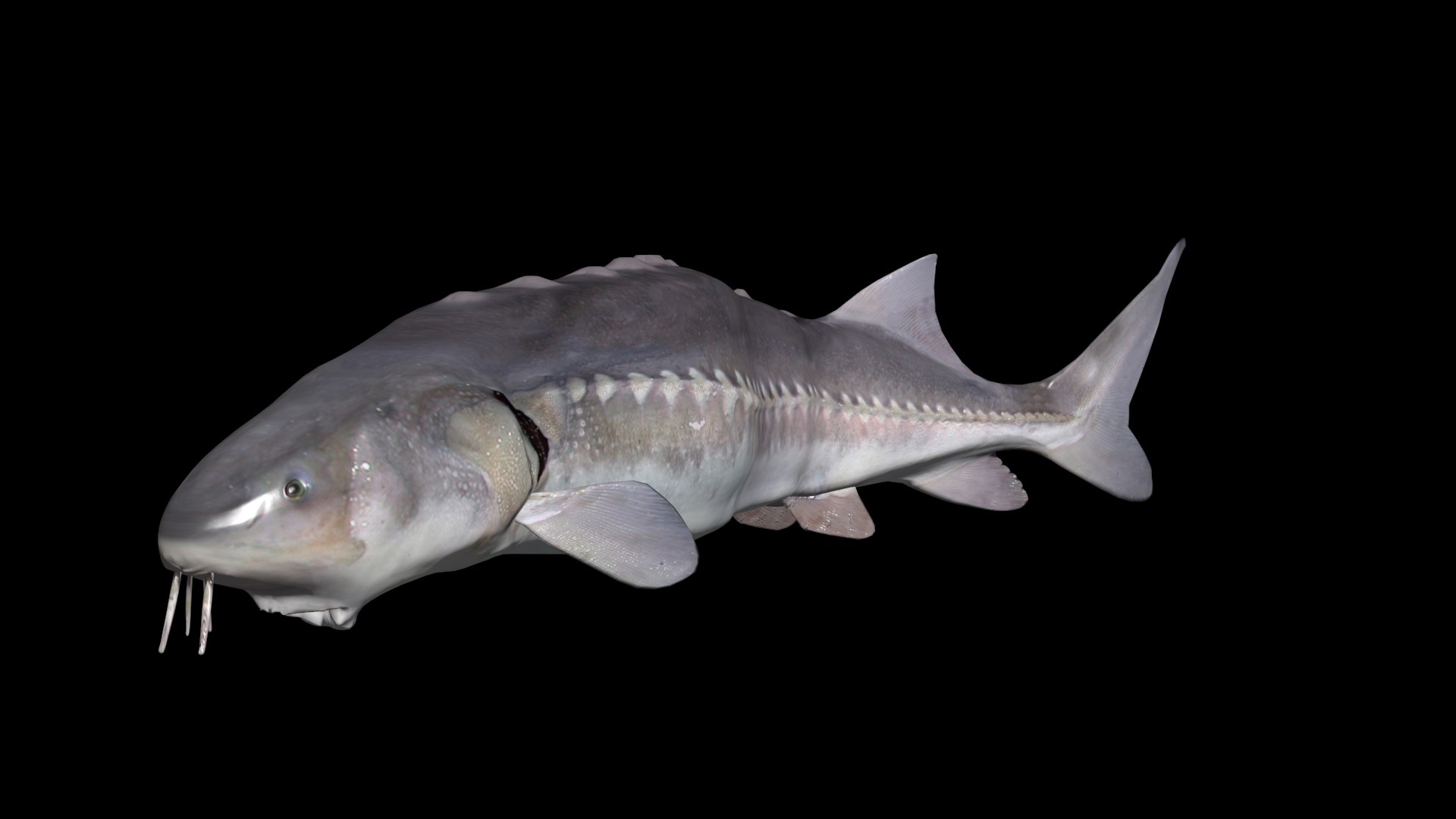 White sturgeon version 3D model - TurboSquid 1294532