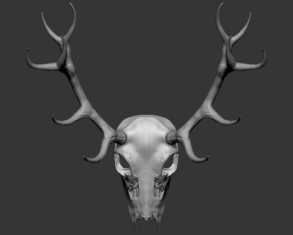 modelo 3d Cráneo de venado con cuernos - TurboSquid 1536972
