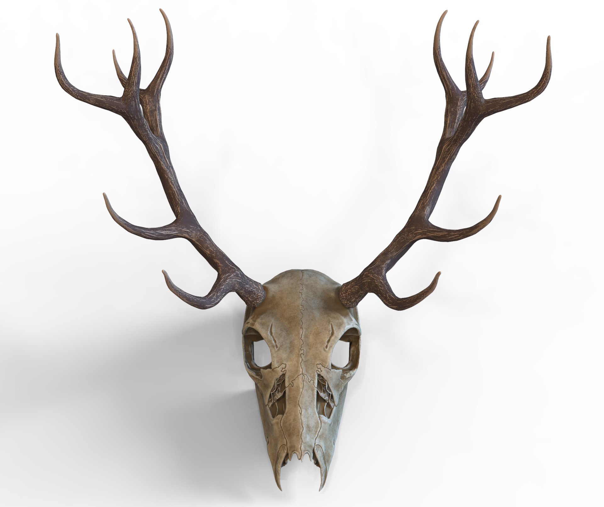 modelo 3d Cráneo de venado con cuernos - TurboSquid 1536972
