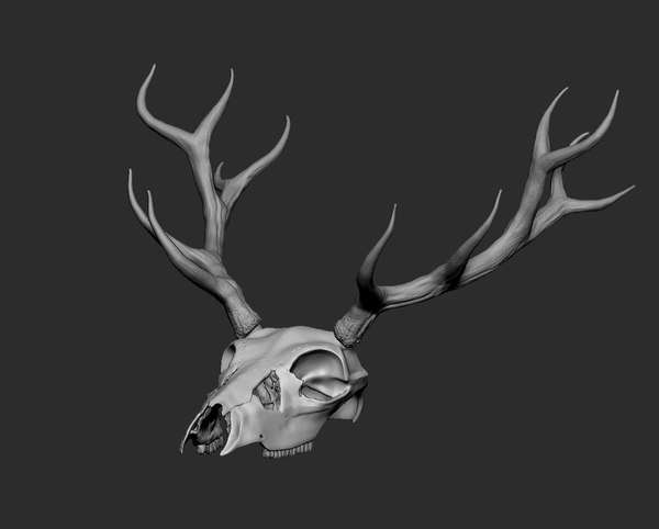 modelo 3d Cráneo de venado con cuernos - TurboSquid 1536972