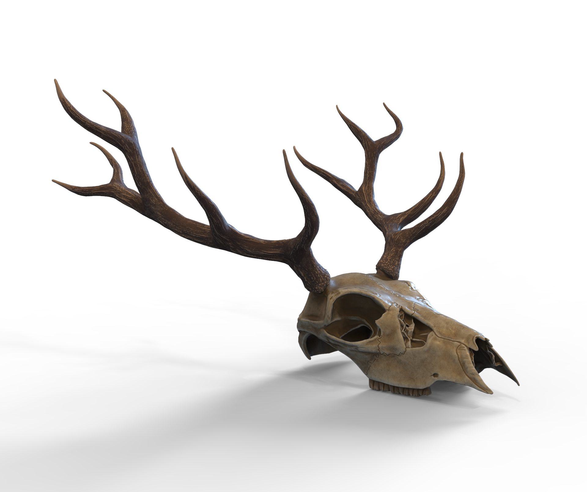 modelo 3d Cráneo de venado con cuernos - TurboSquid 1536972