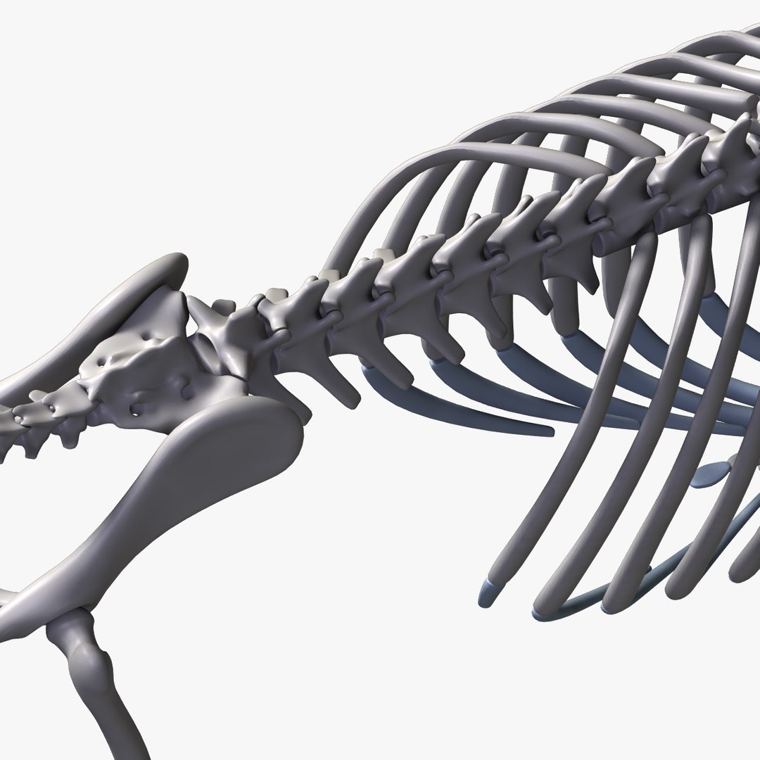 Dog Skeleton 3D - TurboSquid 1332791