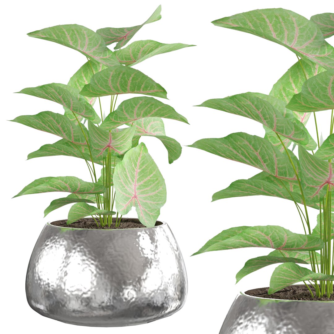Plant pots- Caladium model - TurboSquid 1947458