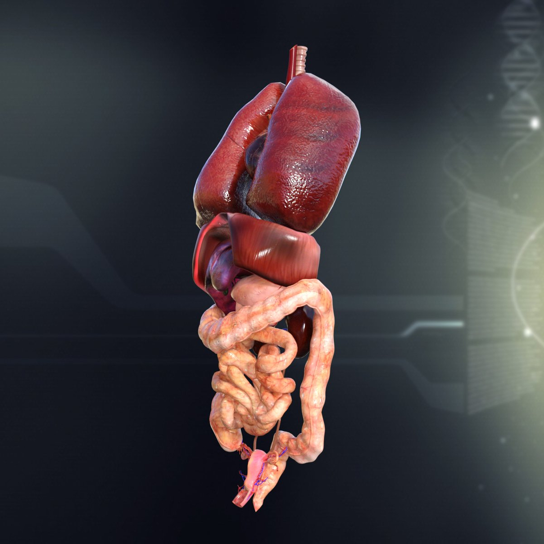 3d model human female internal organs