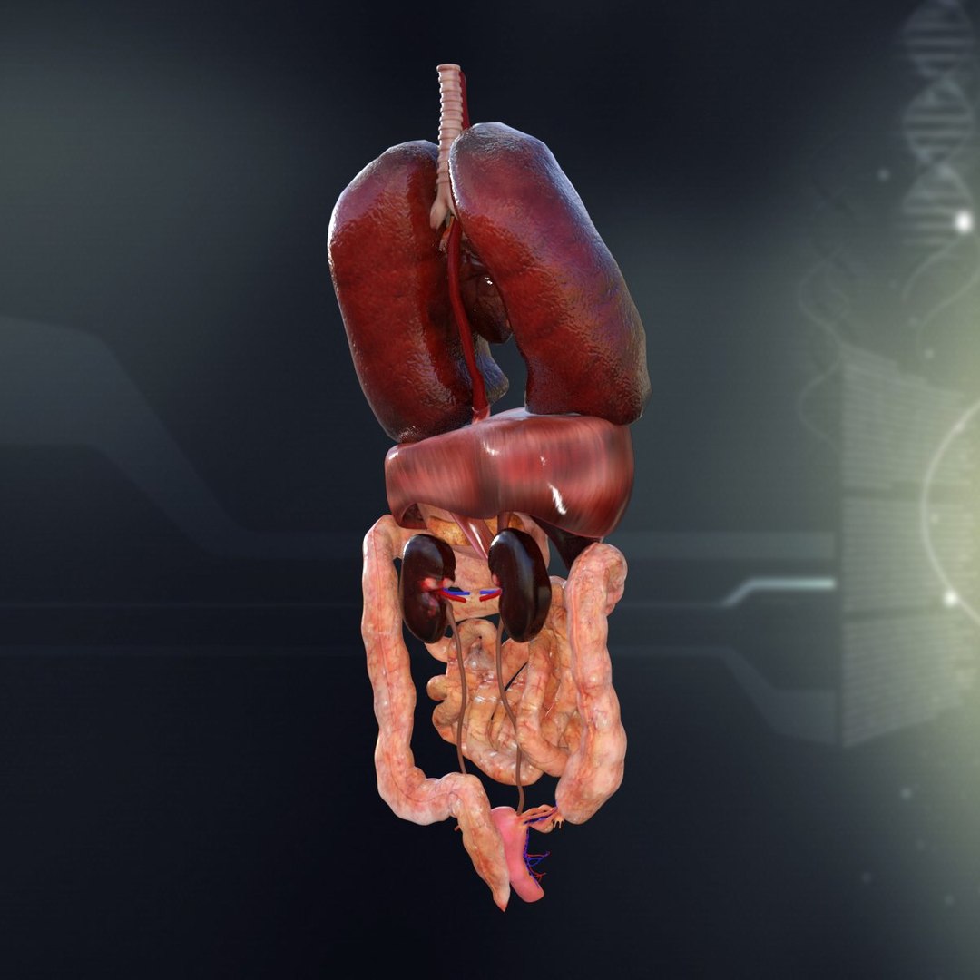 3d Model Human Female Internal Organs