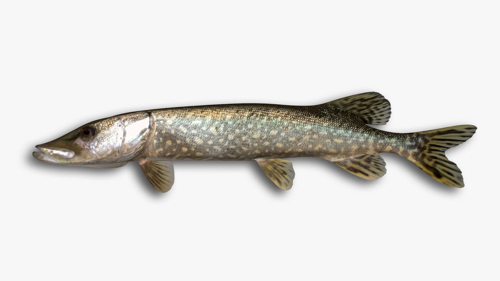 Pike Collection 3D Model - TurboSquid 1812653