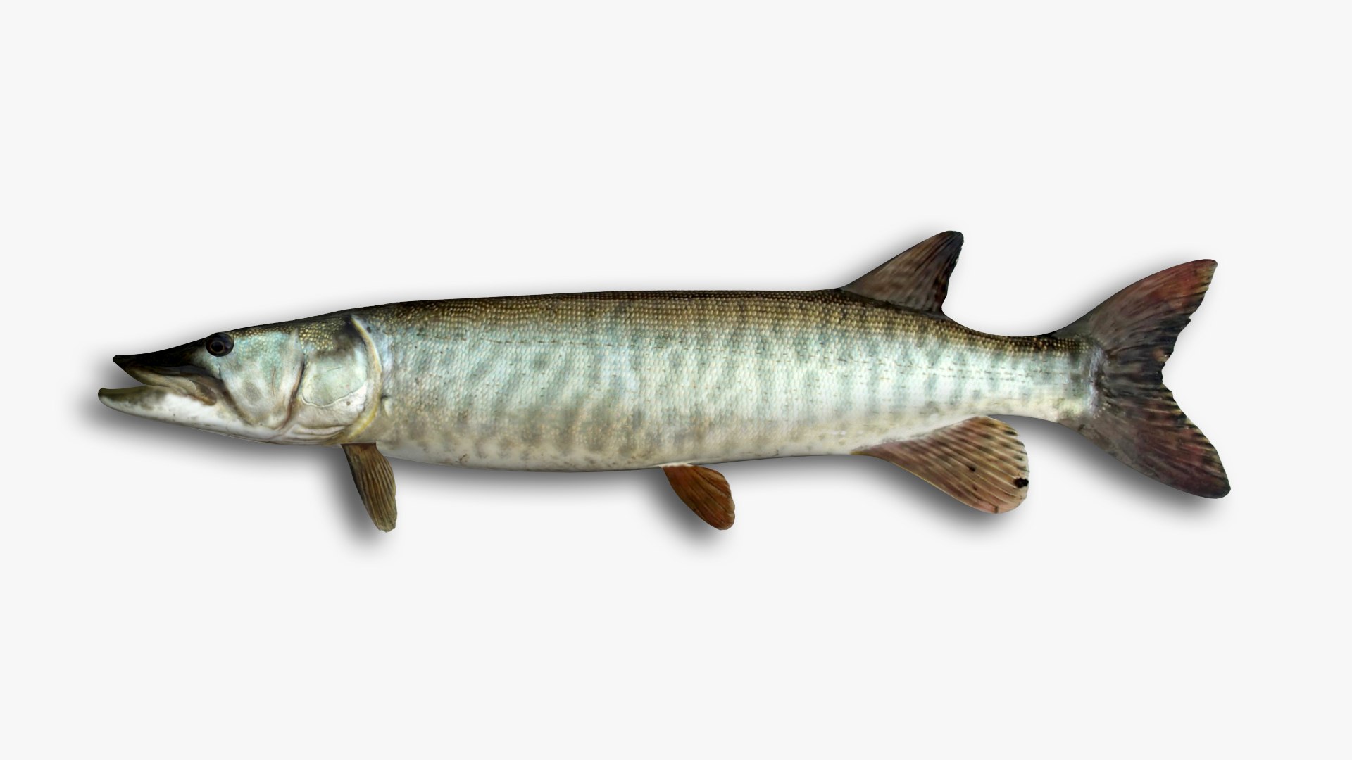 Pike Collection 3D Model - TurboSquid 1812653