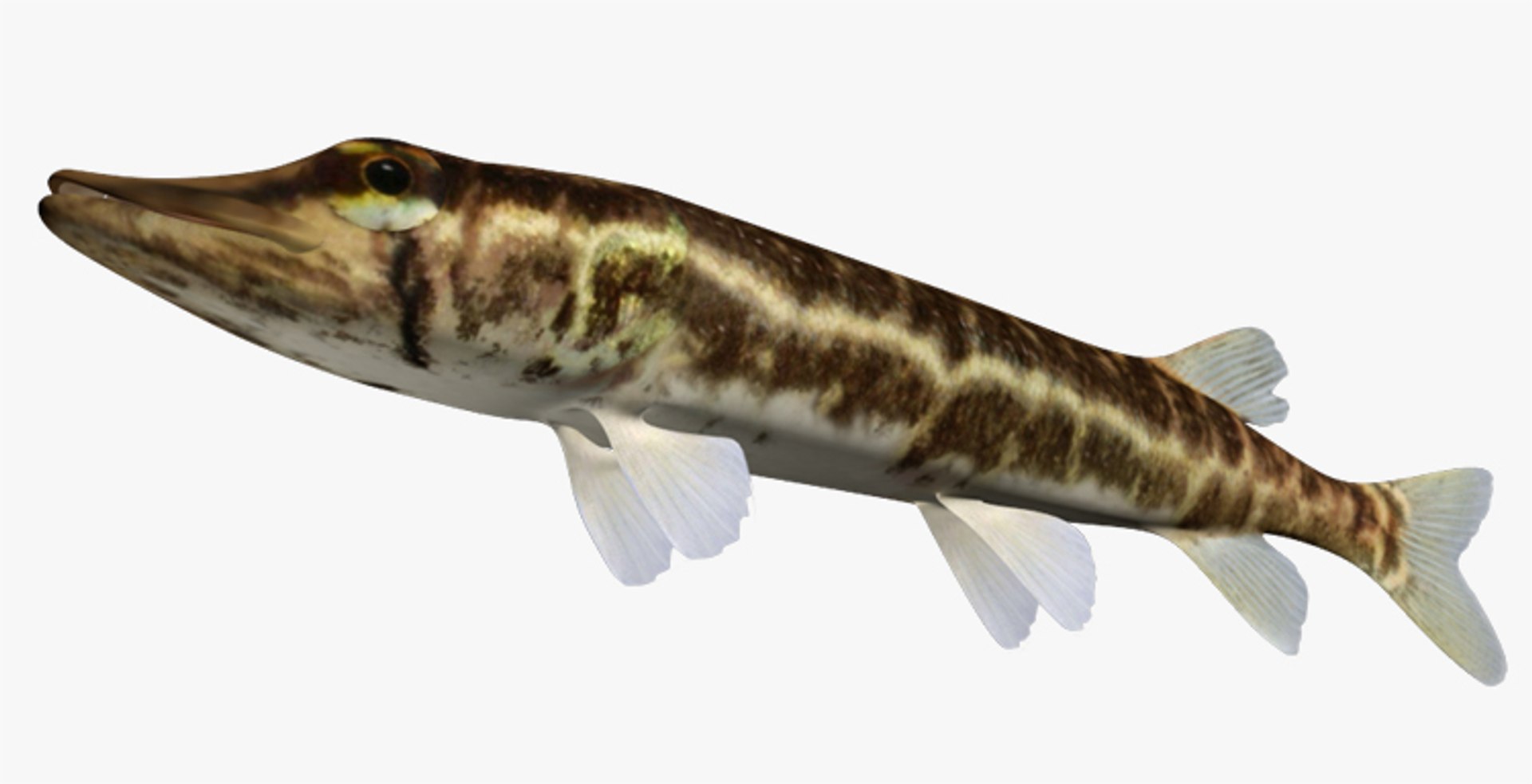 Pike Collection 3D Model - TurboSquid 1812653