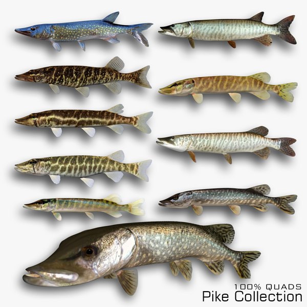 Pike Collection 3D model - TurboSquid 1812653