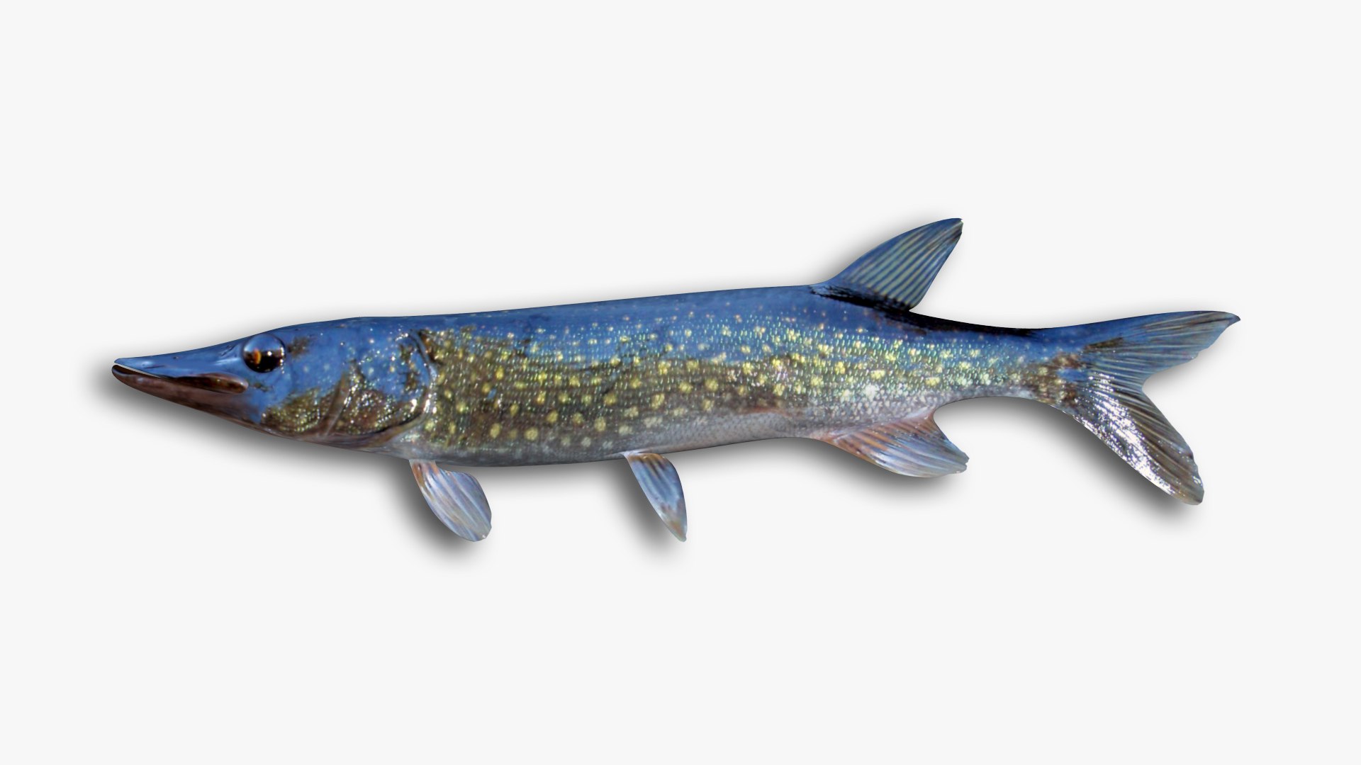 Pike Collection 3D Model - TurboSquid 1812653