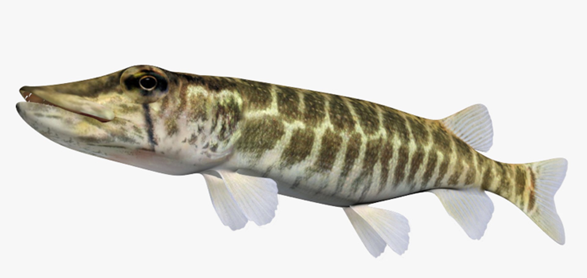 Pike Collection 3D Model - TurboSquid 1812653