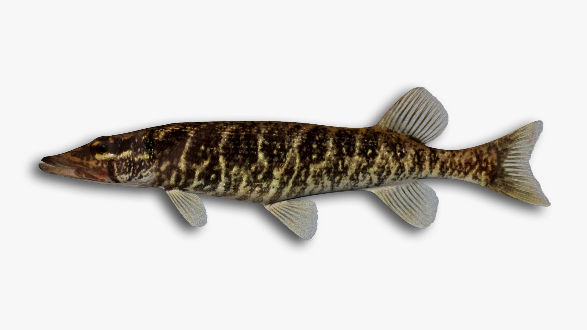 Pike Collection 3D Model - TurboSquid 1812653