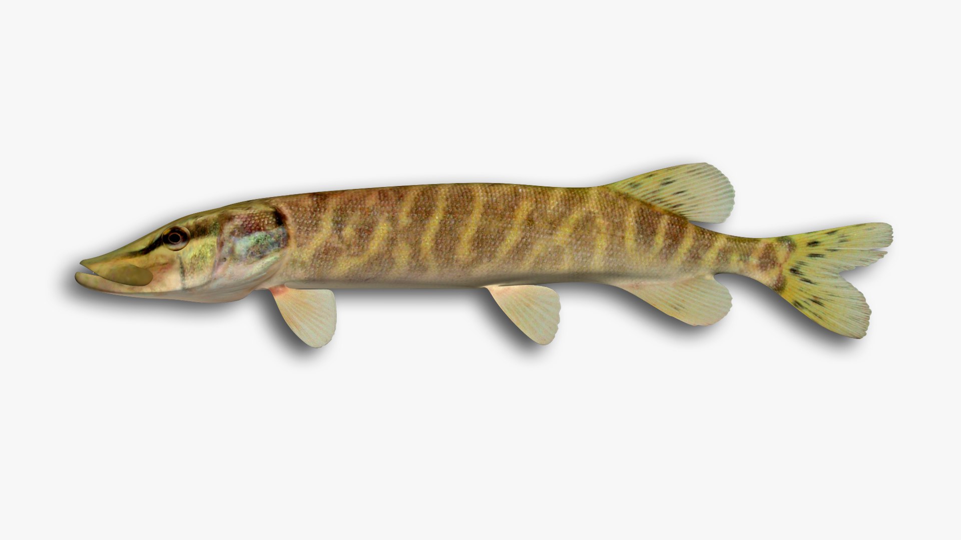 Pike Collection 3D Model - TurboSquid 1812653