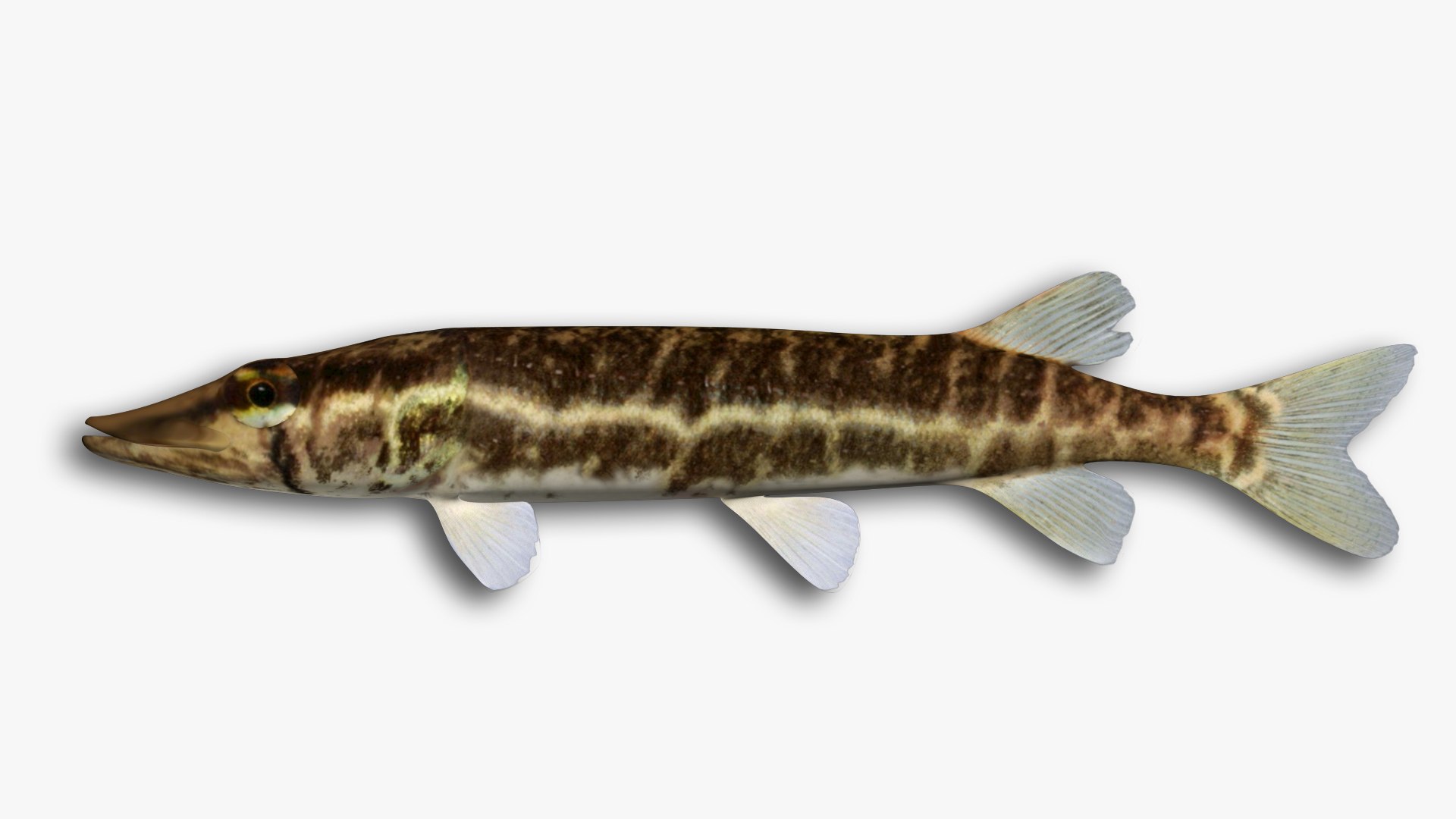 Pike Collection 3D Model - TurboSquid 1812653