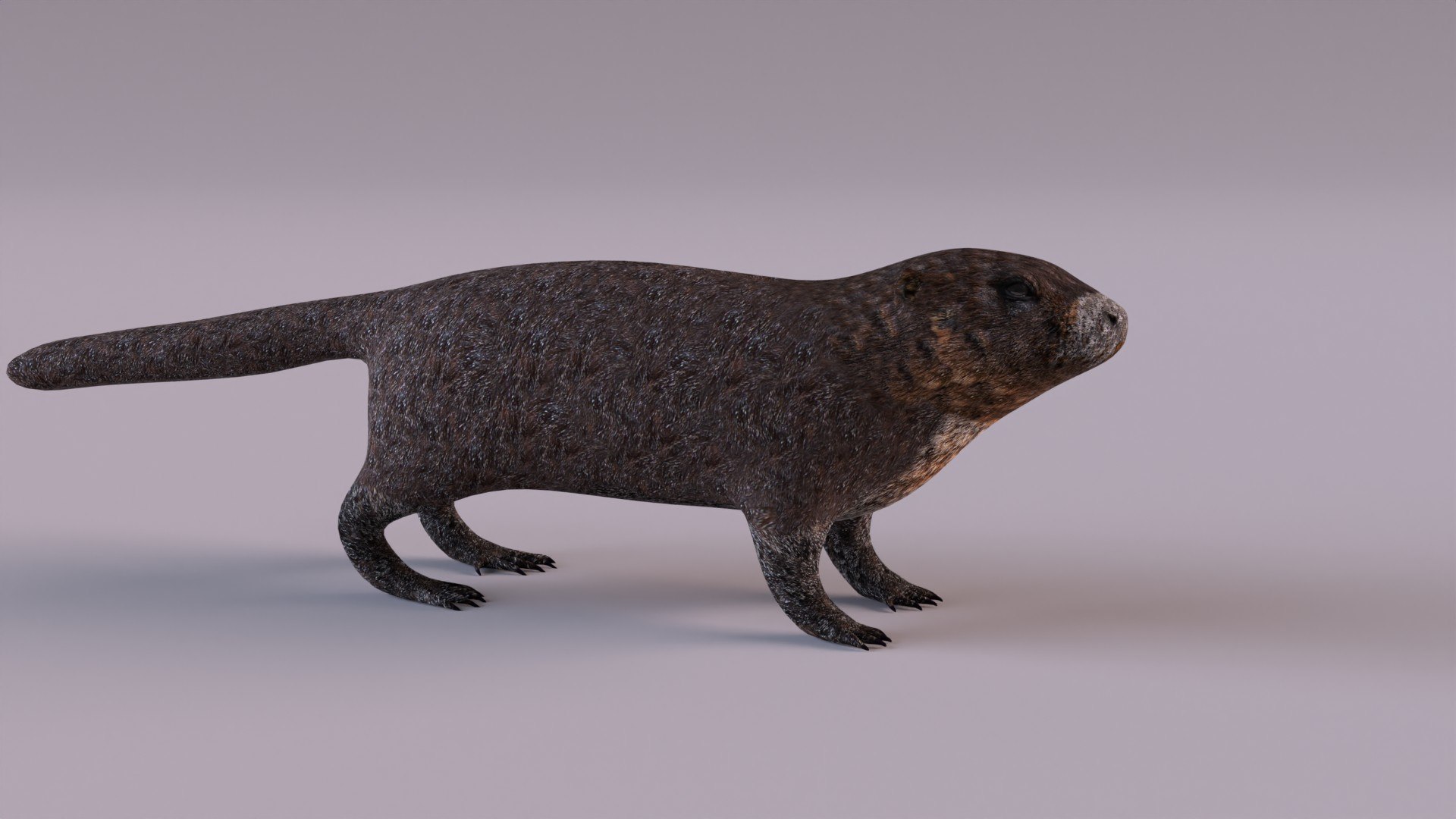 3D Marmot - TurboSquid 1227385