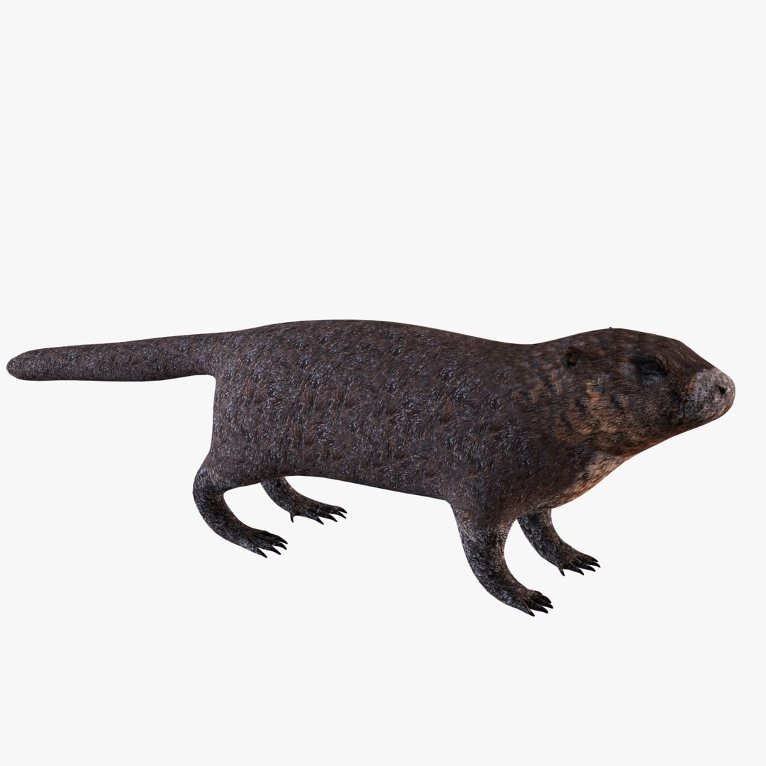 3D Marmot - TurboSquid 1227385