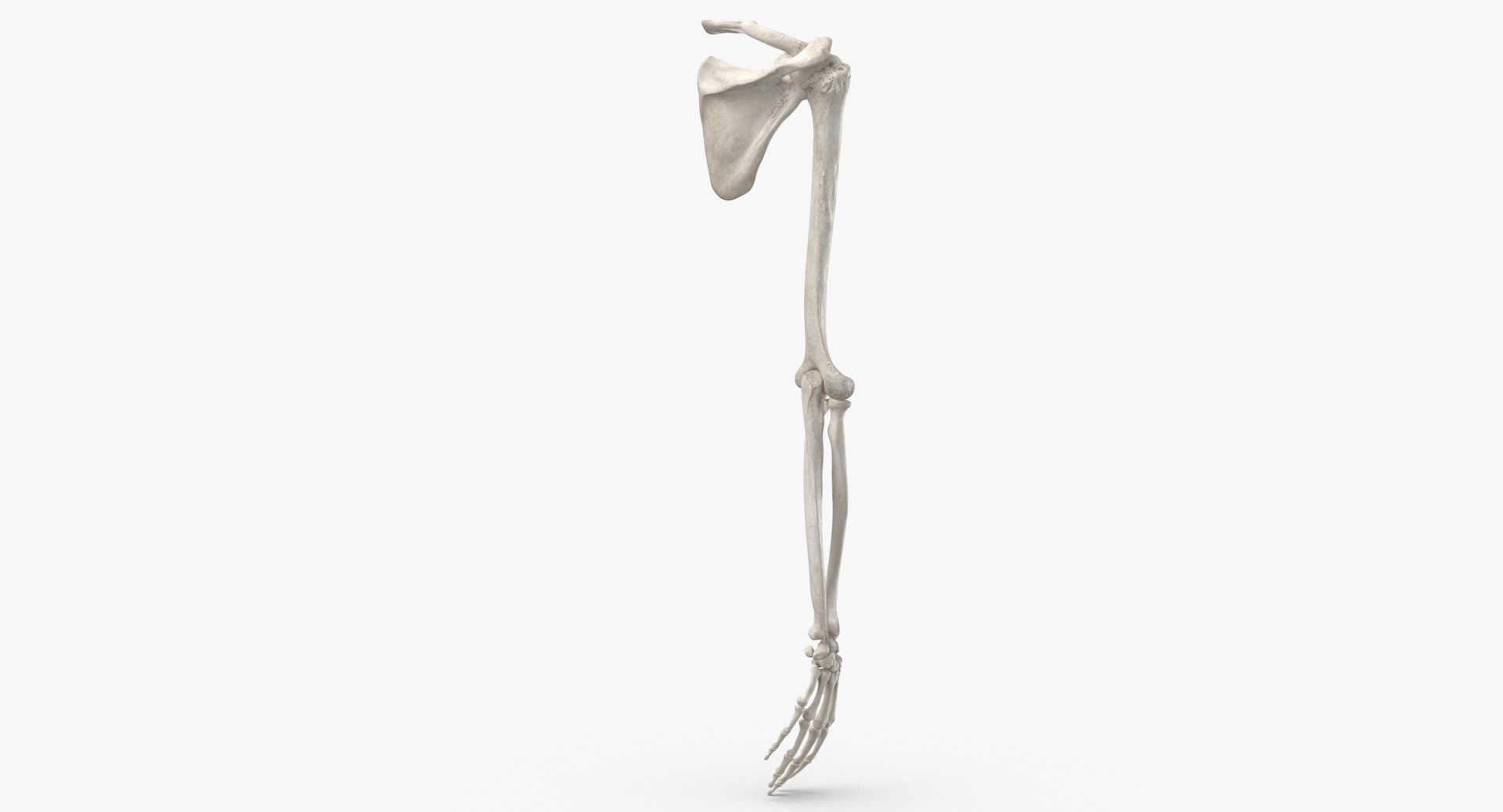 Real human arm scapula 3D model - TurboSquid 1639899