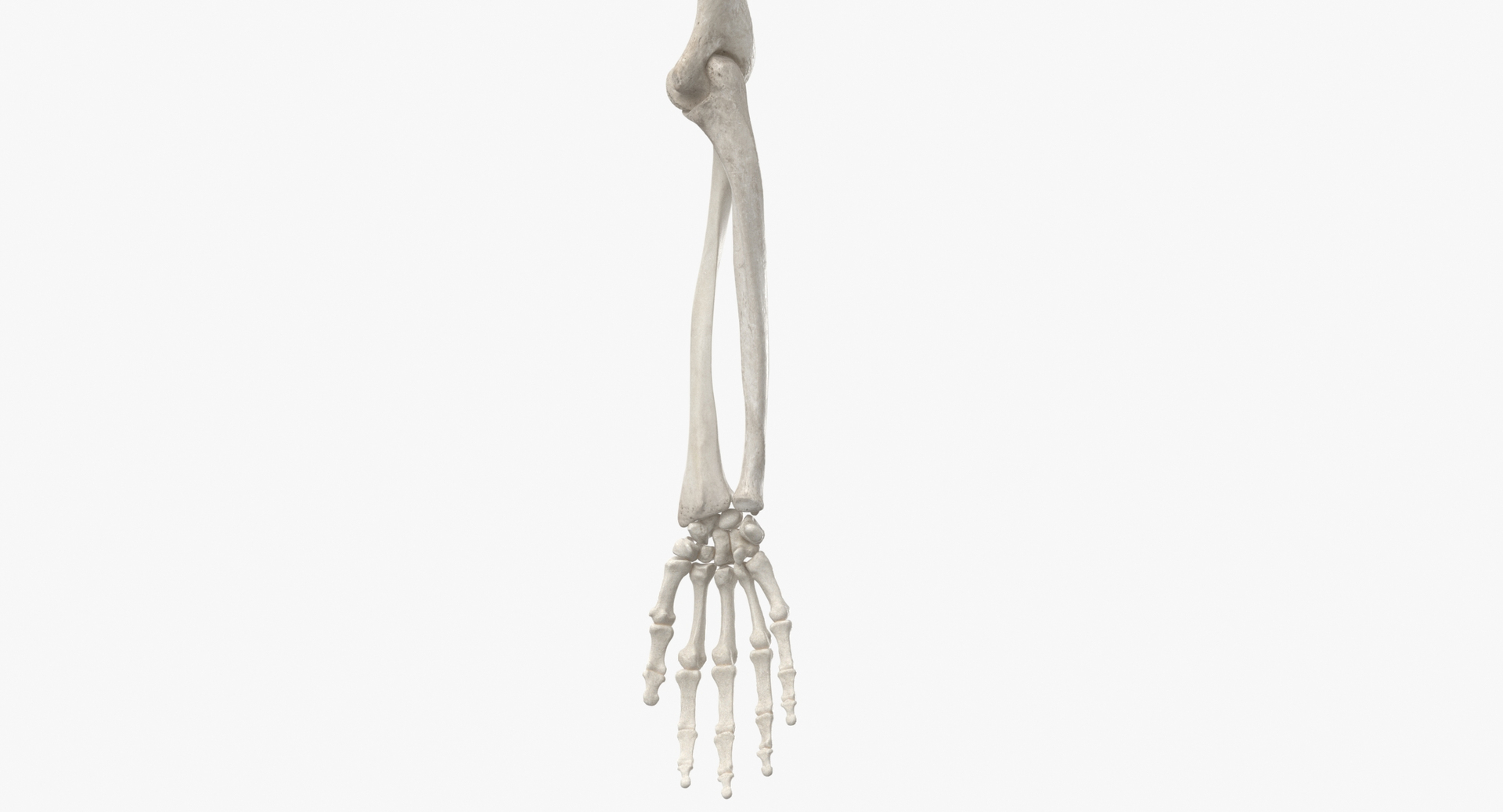 Real human arm scapula 3D model - TurboSquid 1639899