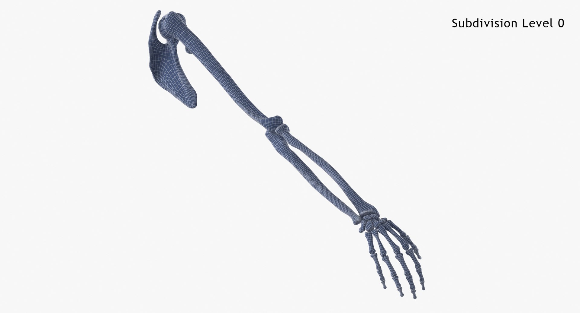 Real human arm scapula 3D model - TurboSquid 1639899