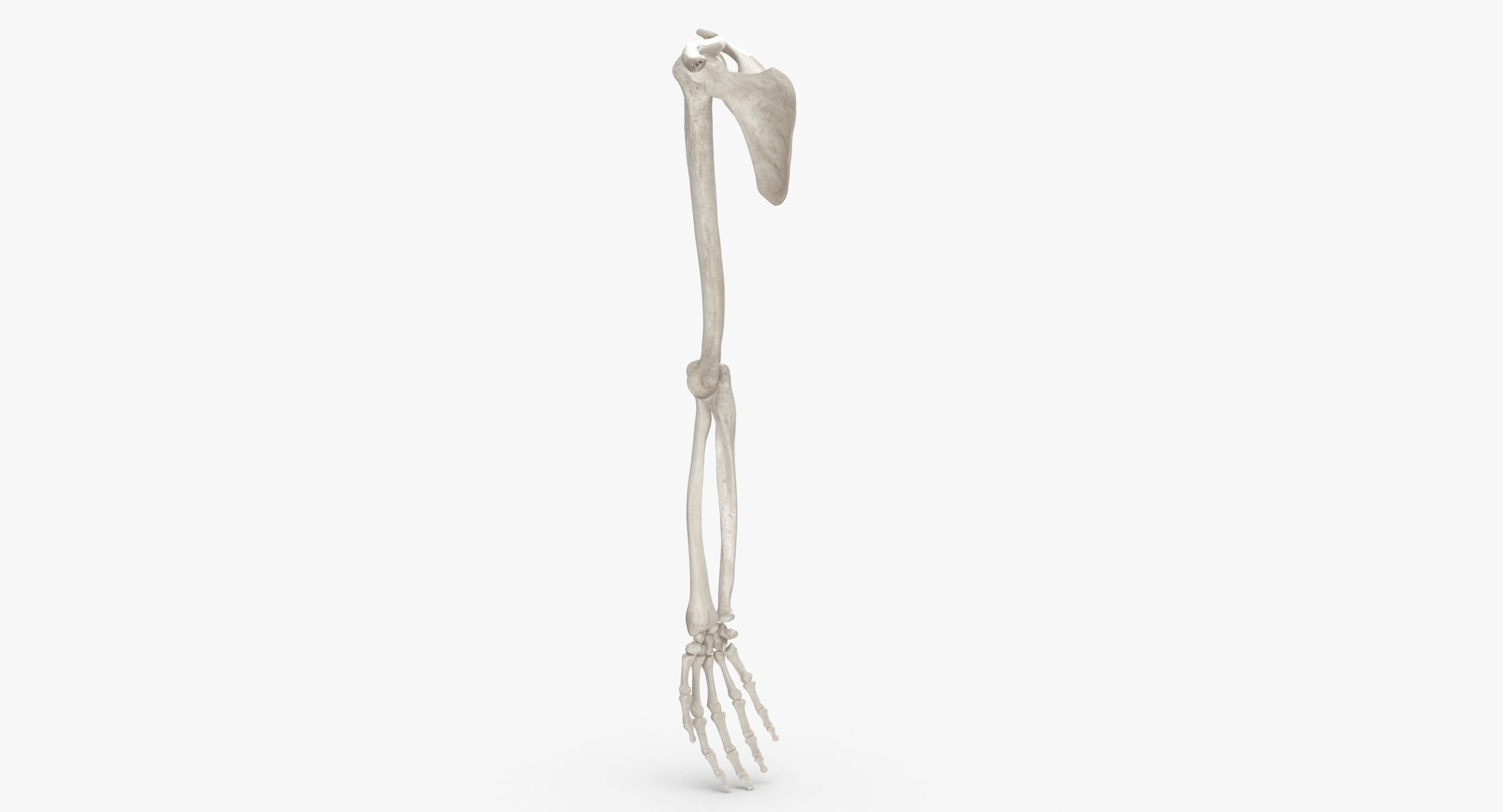 Real human arm scapula 3D model - TurboSquid 1639899