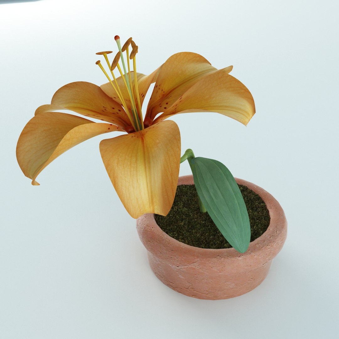 3d Model Of Lilly Flower