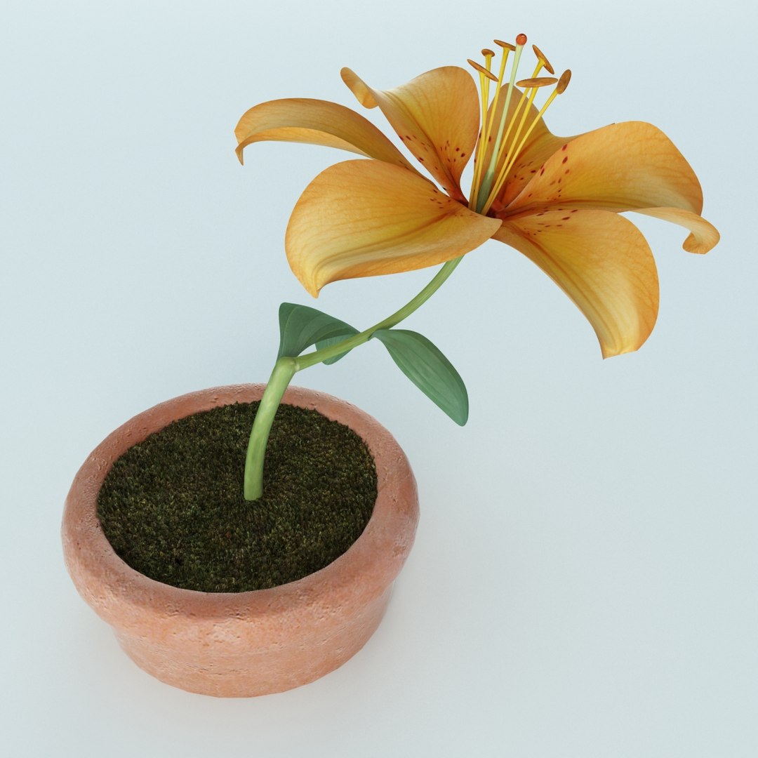 3d Model Of Lilly Flower