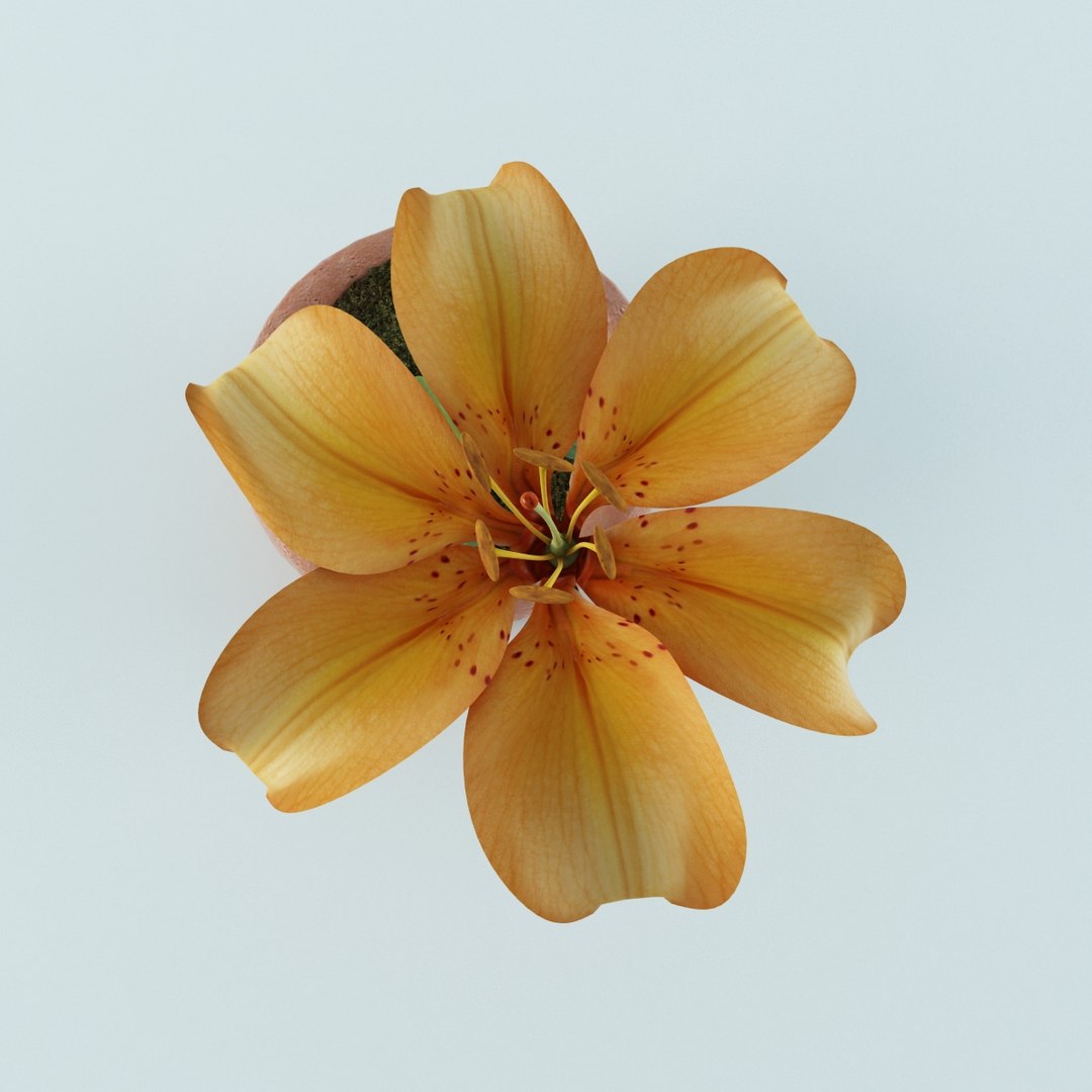 3d Model Of Lilly Flower